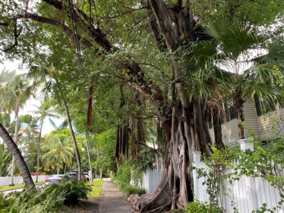 15+ Things to Do in Key West on a Cruise (Including Free Things ...